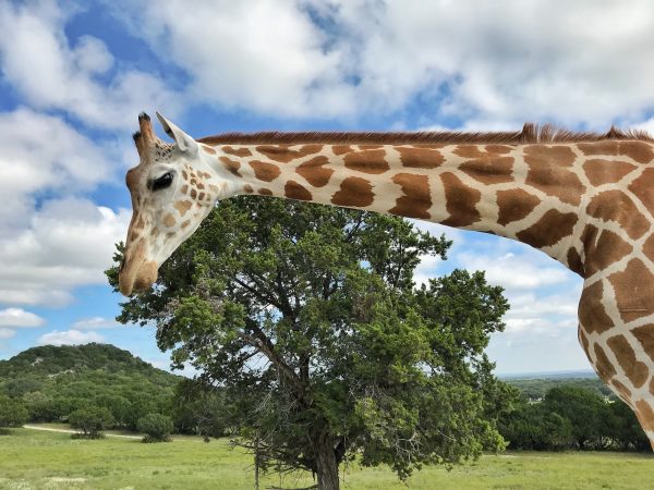 A Day at Fossil Rim Wildlife Center - Oh, the Places We Travel!