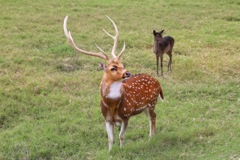 A Day at Fossil Rim Wildlife Center - Oh, the Places We Travel!